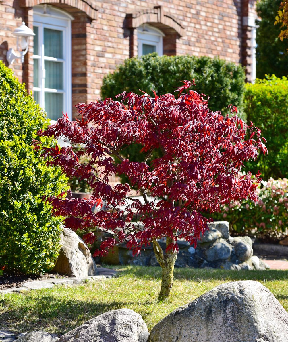 Fächerahorn Oregon Sunset - Acer palmatum Oregon Sunset günstig kaufen