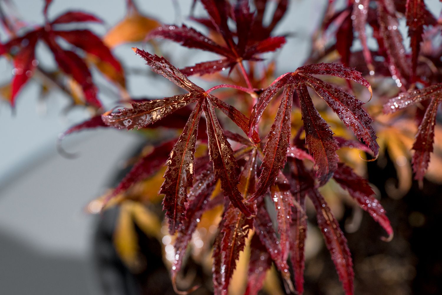 Fächerahorn Oregon Sunset - Acer palmatum Oregon Sunset günstig kaufen