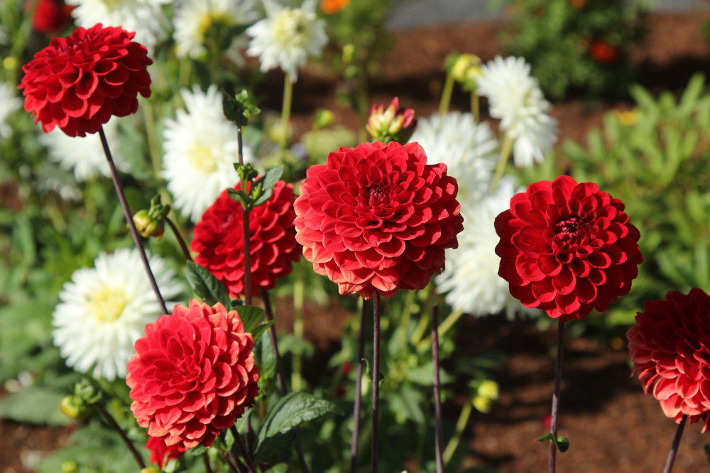 Dahlie Red Cap - Dahlia Red Cap günstig kaufen
