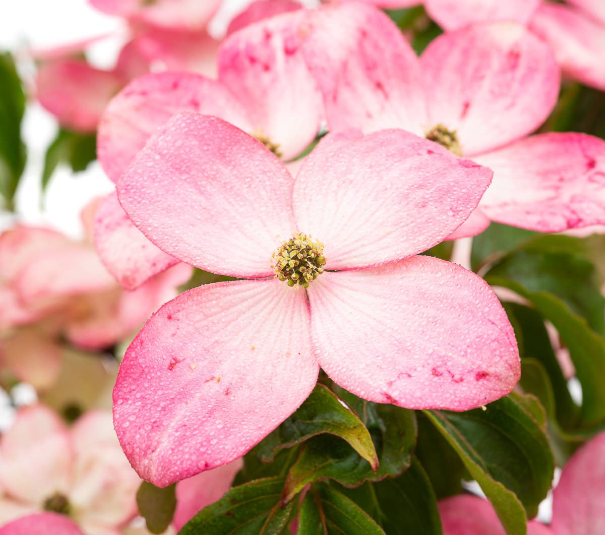 Japanischer Blumen-Hartriegel Schmetterling - Cornus kousa chinensis ...