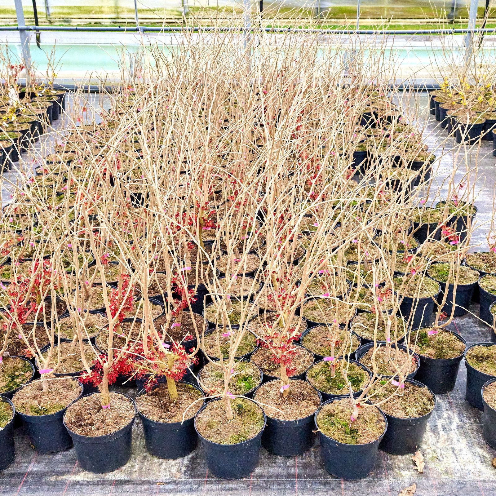Zaubernuss Rubin - Hamamelis intermedia Rubin günstig kaufen