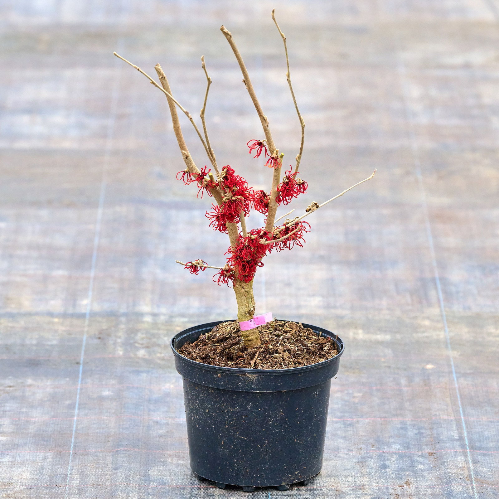 Zaubernuss Rubin - Hamamelis intermedia Rubin günstig kaufen