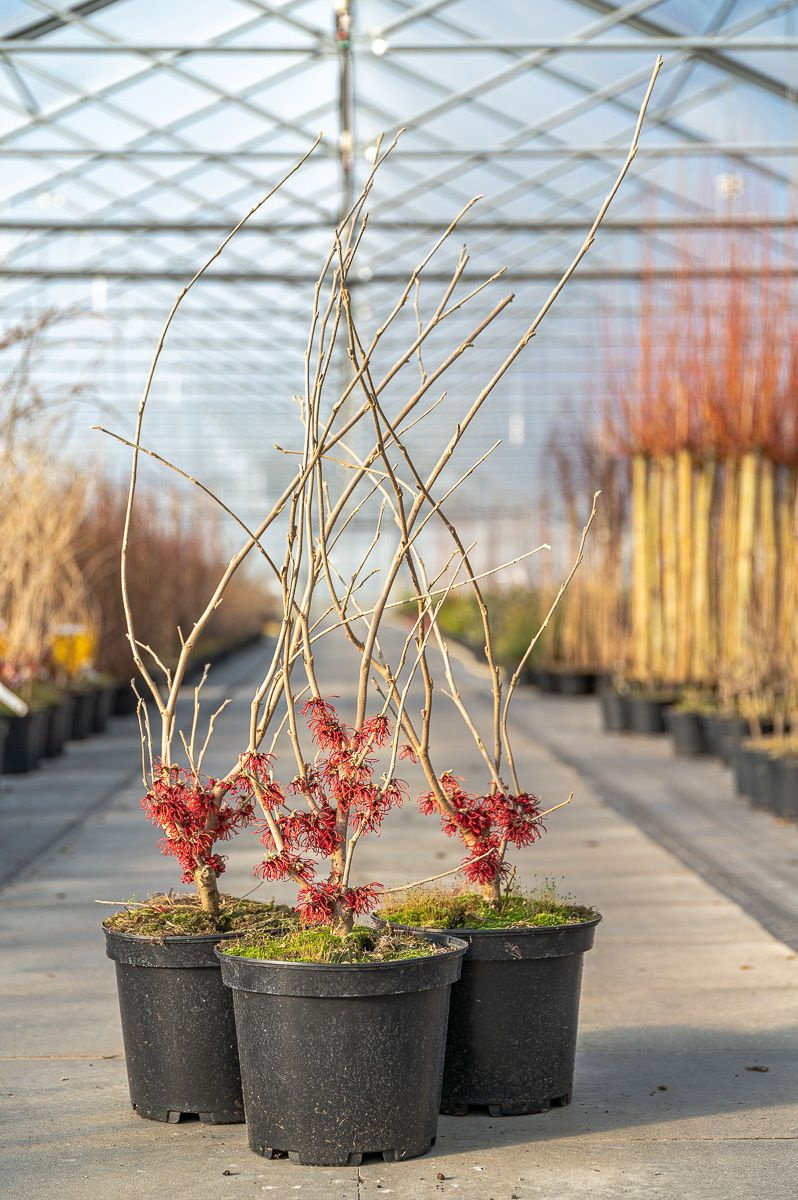 Zaubernuss Rubin - Hamamelis intermedia Rubin günstig kaufen