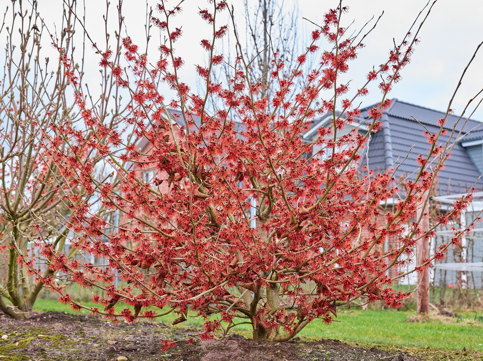 Zaubernuss Rubin - Hamamelis intermedia Rubin günstig kaufen
