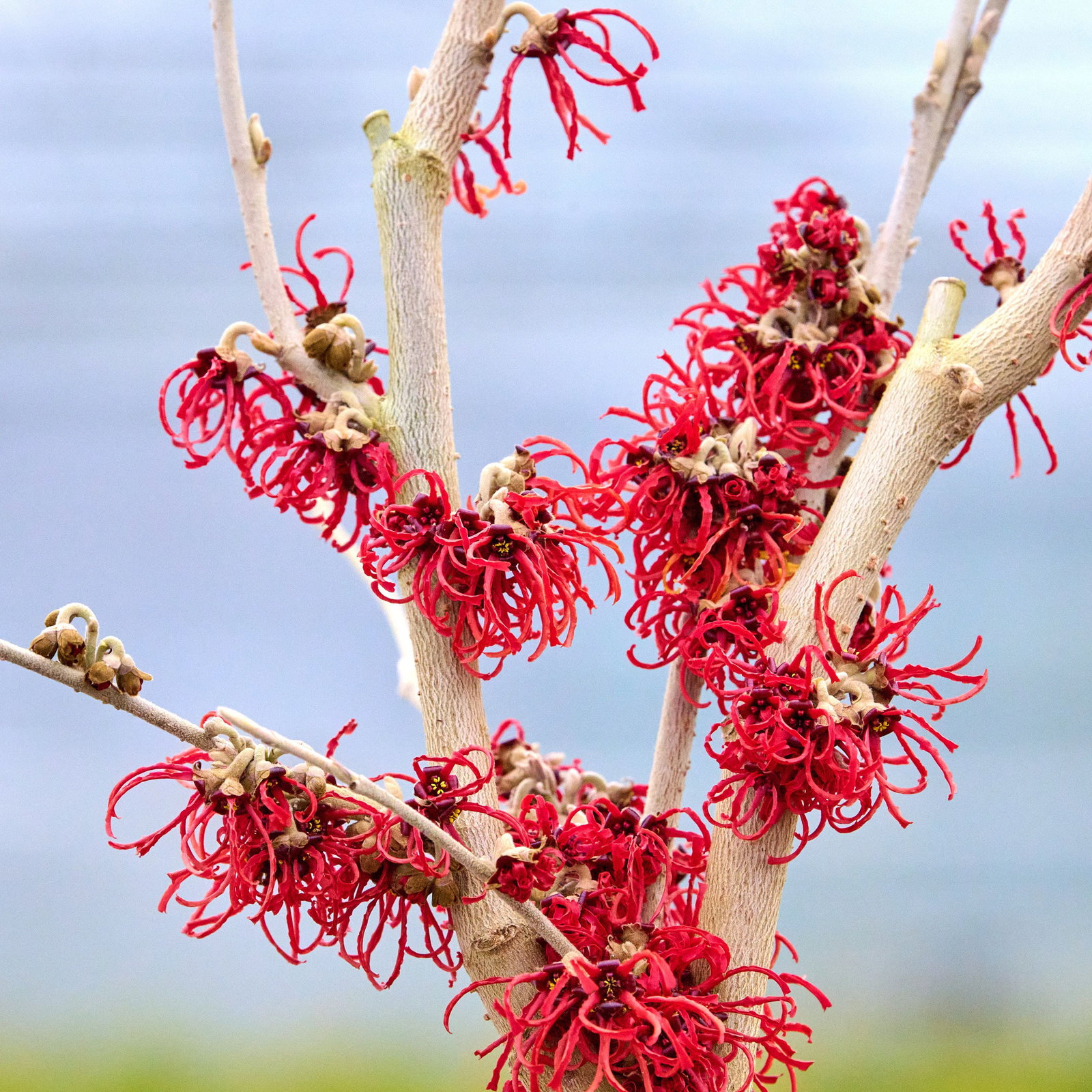 Zaubernuss Rubin - Hamamelis intermedia Rubin günstig kaufen