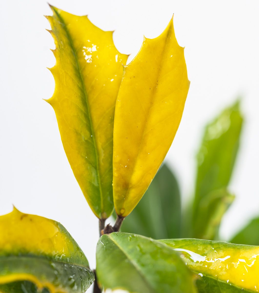 Stechpalme Sunny Foster - Ilex attenuata Sunny Foster günstig kaufen