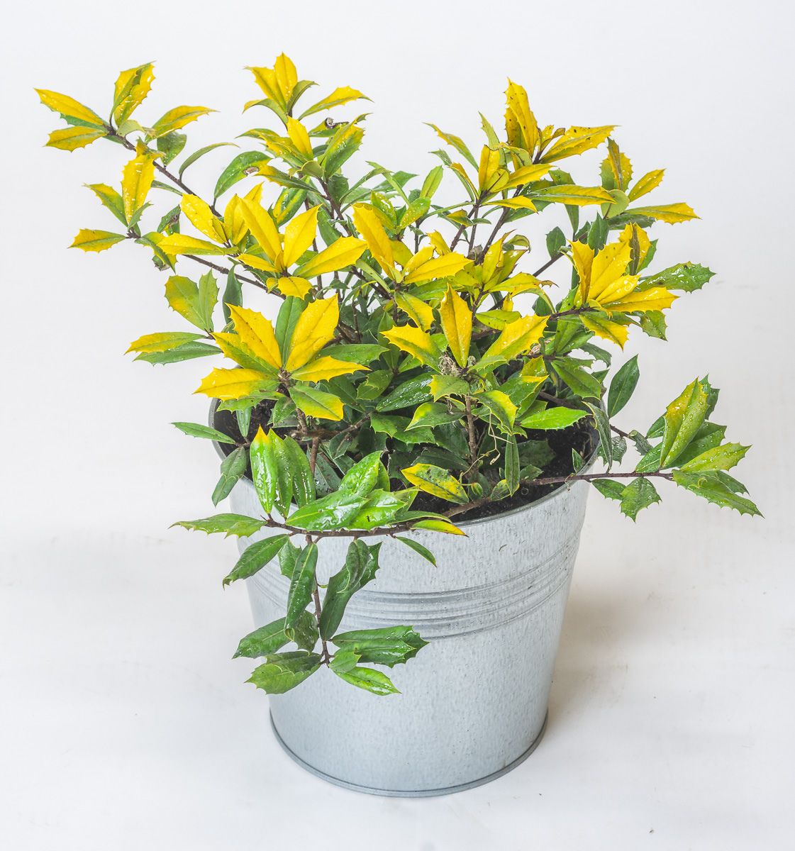 Stechpalme Sunny Foster - Ilex attenuata Sunny Foster günstig kaufen