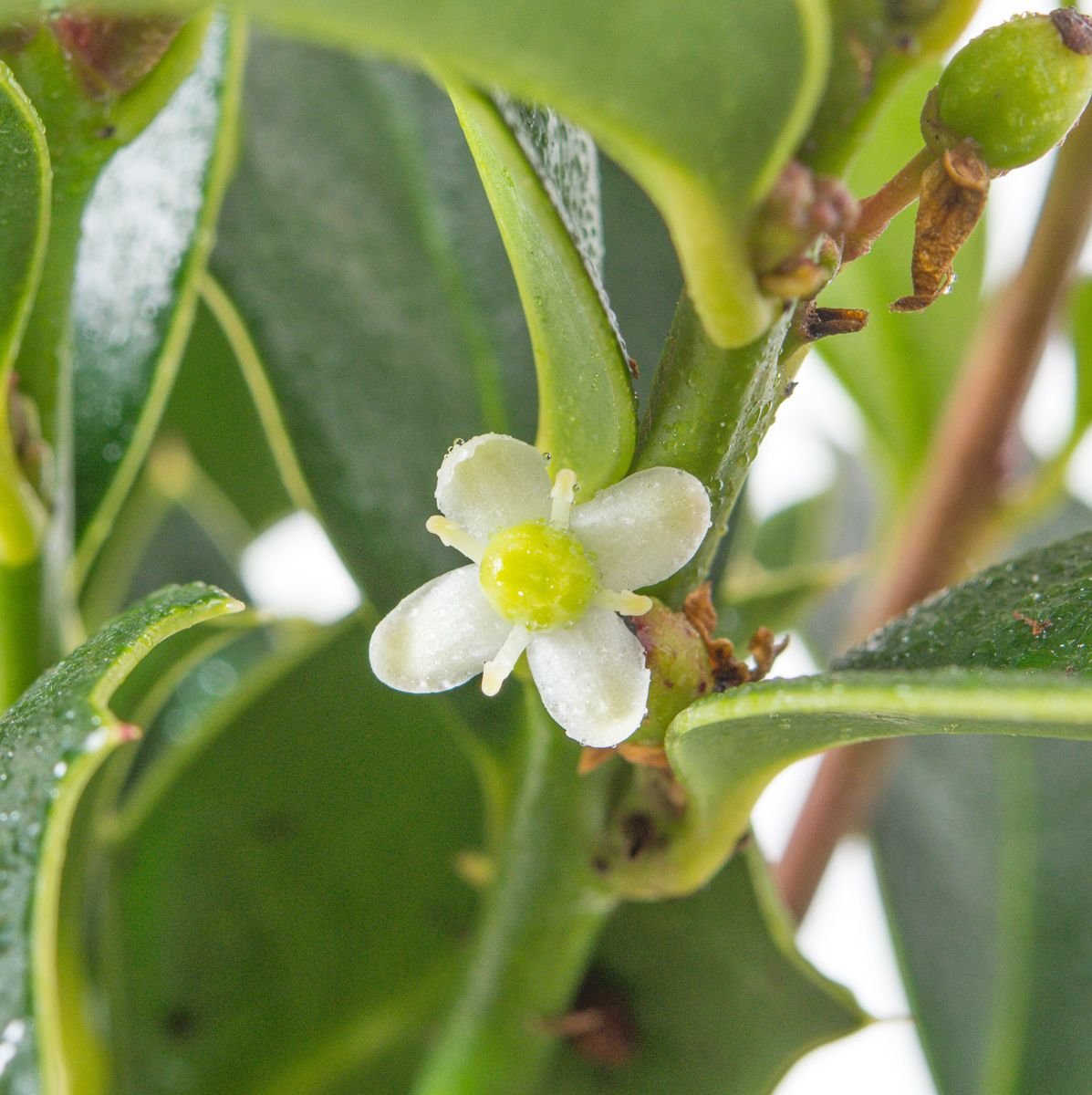 Stechpalme - Ilex colchica günstig kaufen