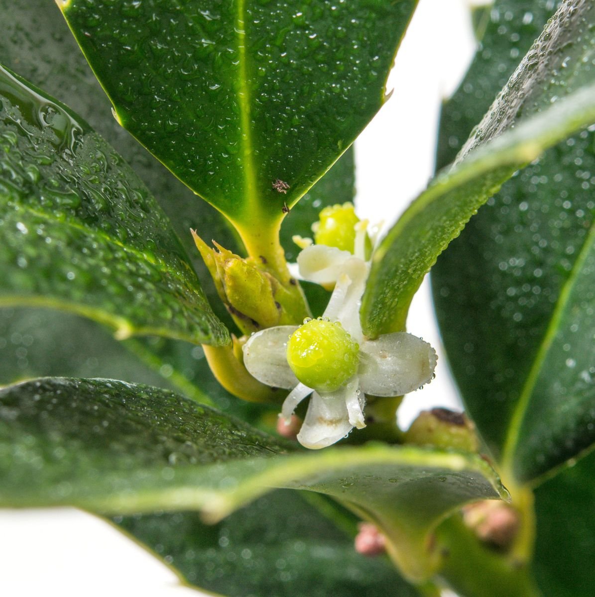 Stechpalme - Ilex colchica günstig kaufen