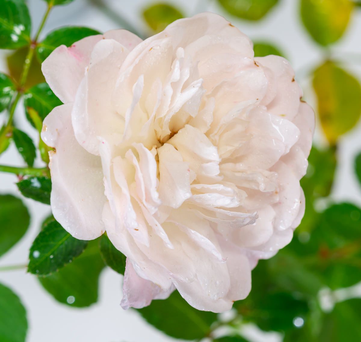 Die Kastelruther Spatzen Rose ® - Rosa Kastelruther Spatzen Rose ...