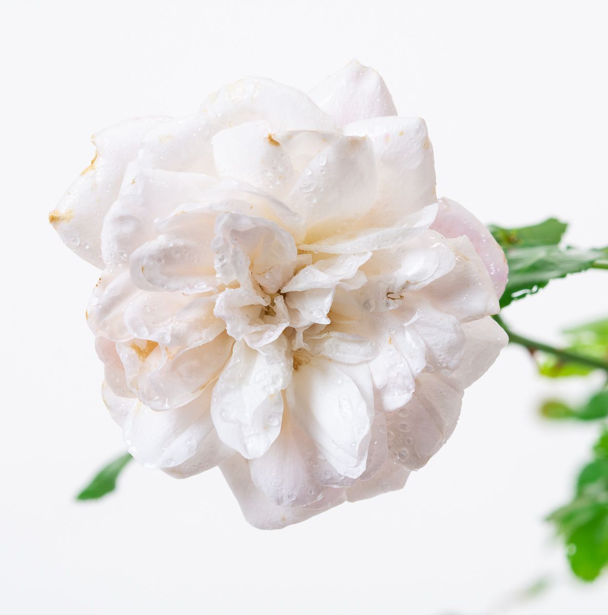 Die Kastelruther Spatzen Rose ® - Rosa Kastelruther Spatzen Rose ...