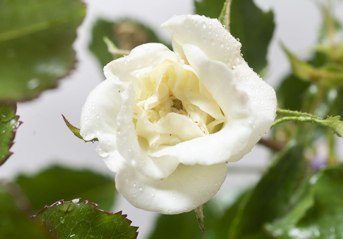 Die Kastelruther Spatzen Rose ® - Rosa Kastelruther Spatzen Rose ...