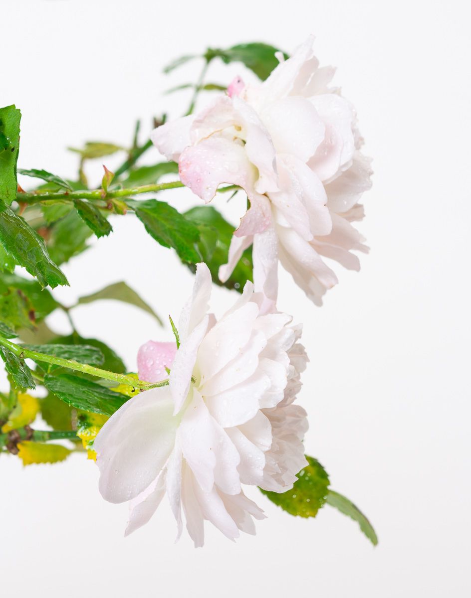 Die Kastelruther Spatzen Rose ® - Rosa Kastelruther Spatzen Rose ...