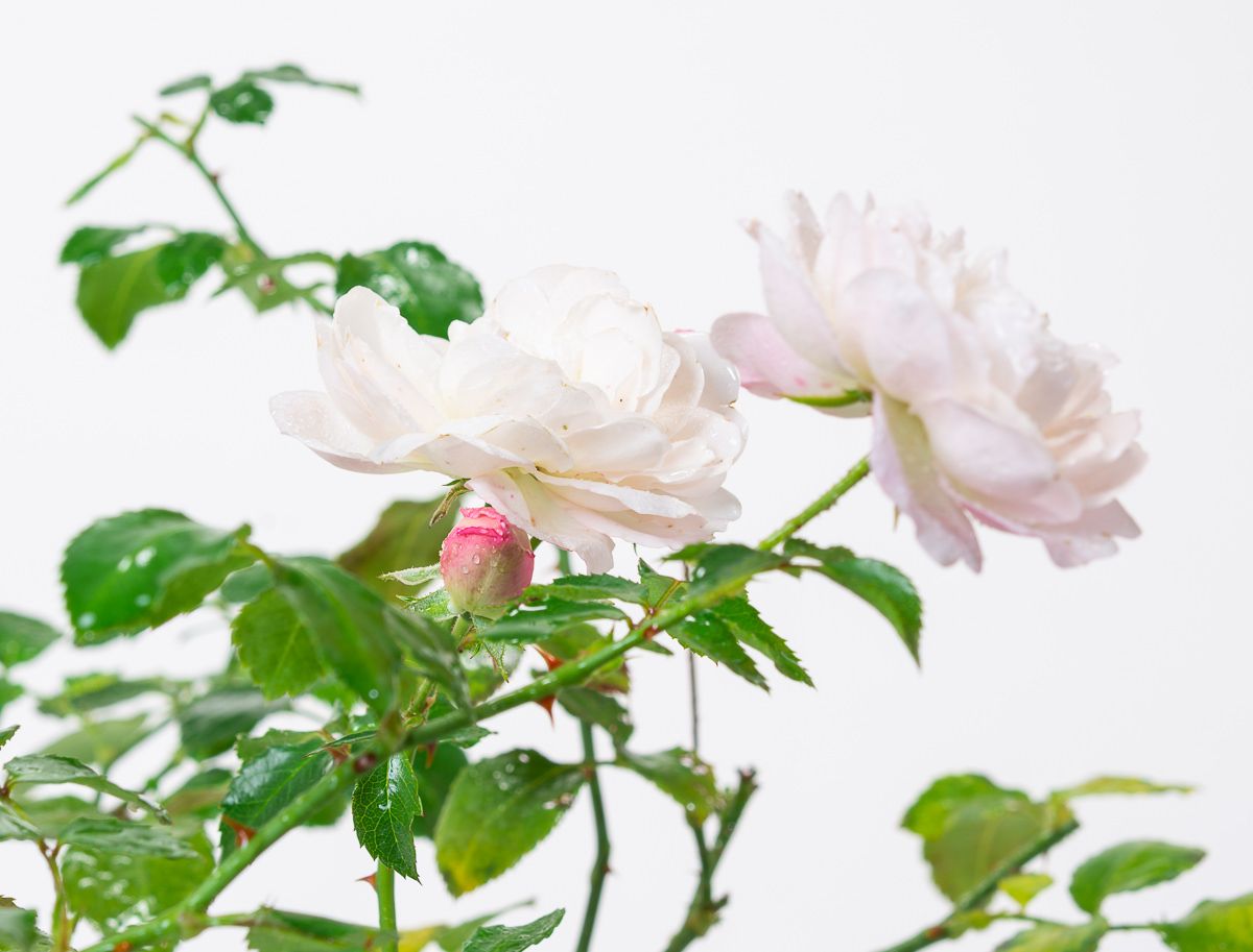 Die Kastelruther Spatzen Rose ® - Rosa Kastelruther Spatzen Rose ...