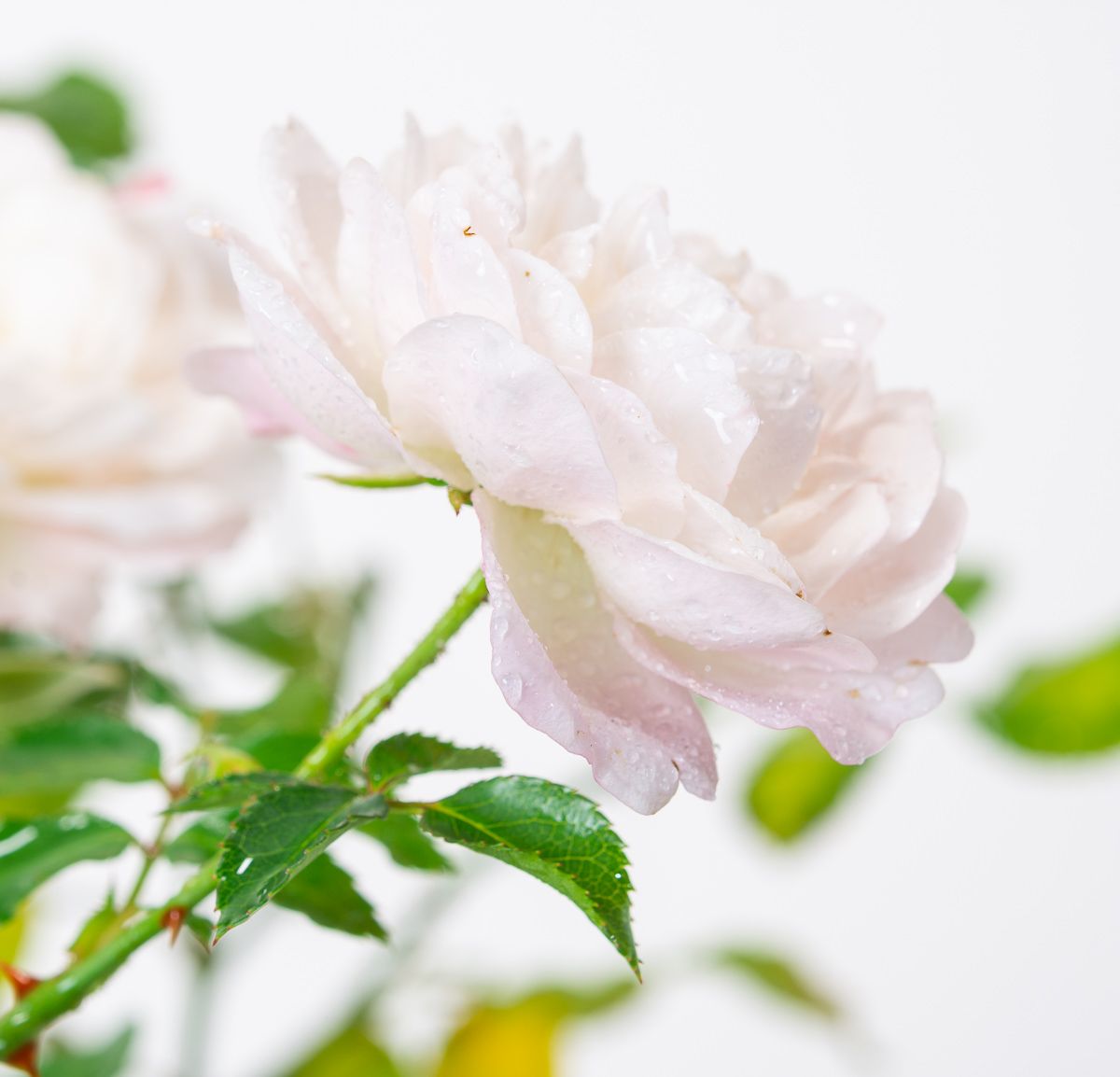 Die Kastelruther Spatzen Rose ® - Rosa Kastelruther Spatzen Rose ...