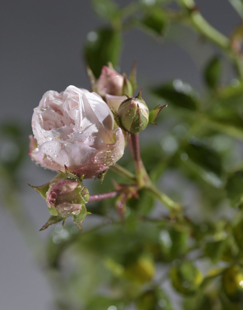 Die Kastelruther Spatzen Rose ® - Rosa Kastelruther Spatzen Rose ...