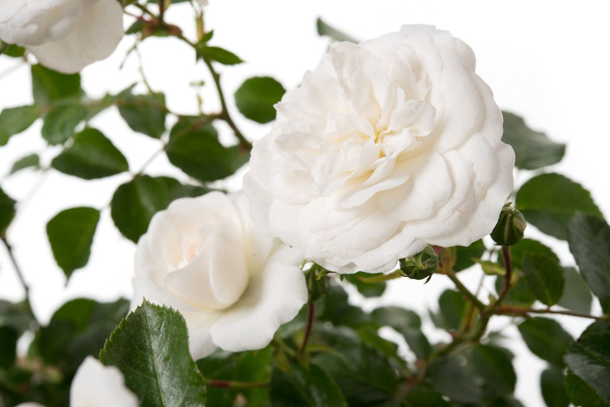 Die Kastelruther Spatzen Rose ® - Rosa Kastelruther Spatzen Rose ...