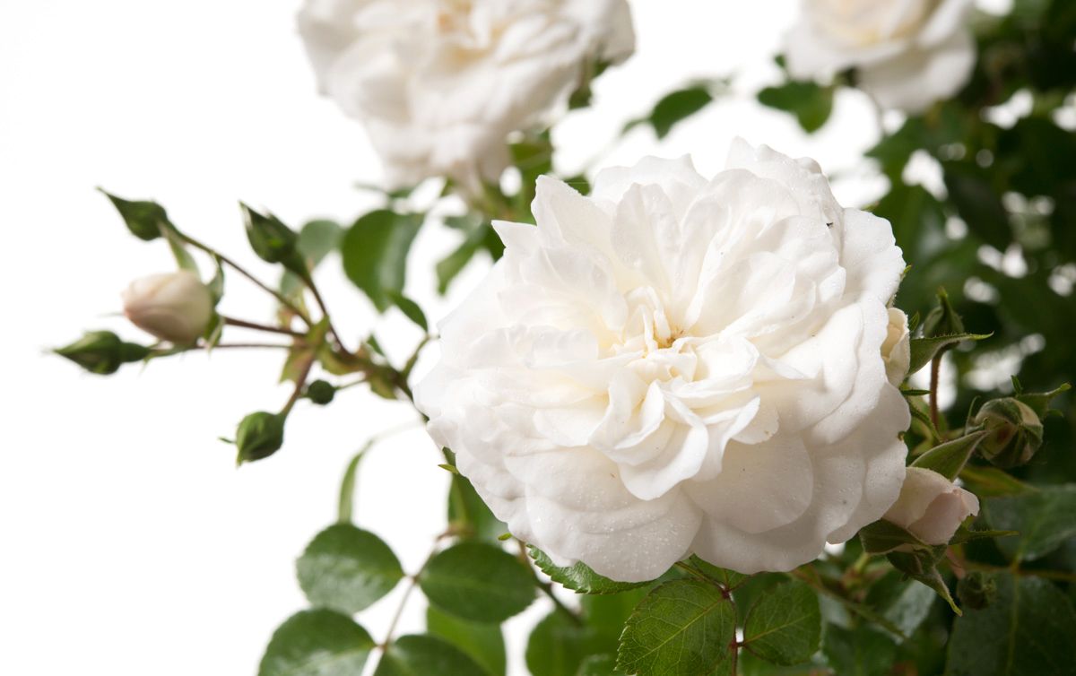 Die Kastelruther Spatzen Rose ® - Rosa Kastelruther Spatzen Rose ...