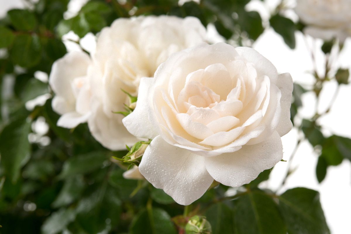 Die Kastelruther Spatzen Rose ® - Rosa Kastelruther Spatzen Rose ...