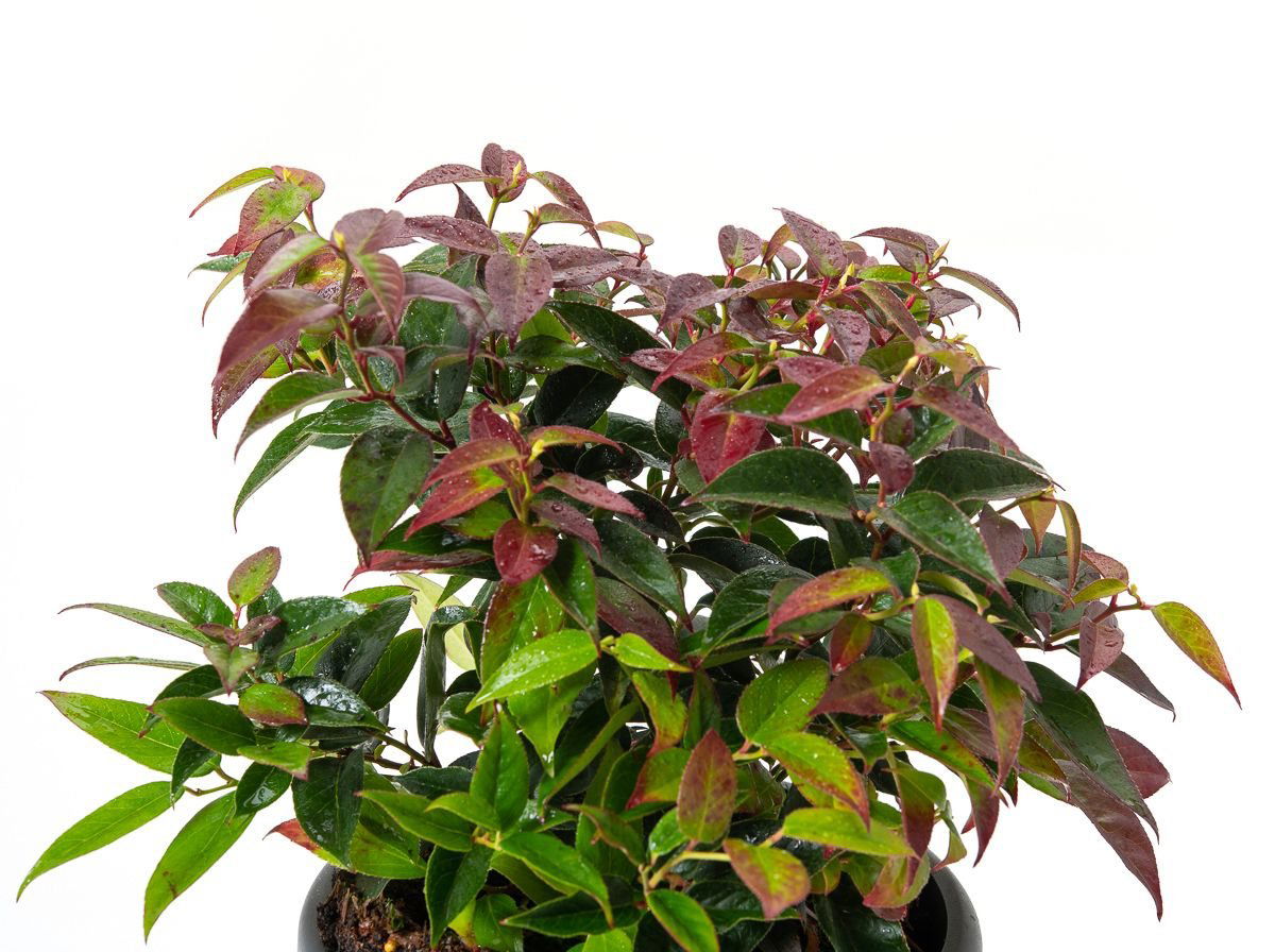 Traubenmyrte Rainbow - Leucothoe walteri Rainbow günstig kaufen