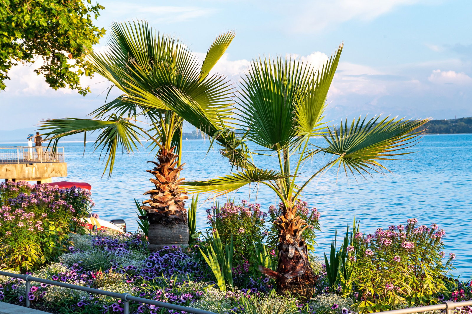 Mexikanische Washingtonpalme - Washingtonia robusta günstig kaufen