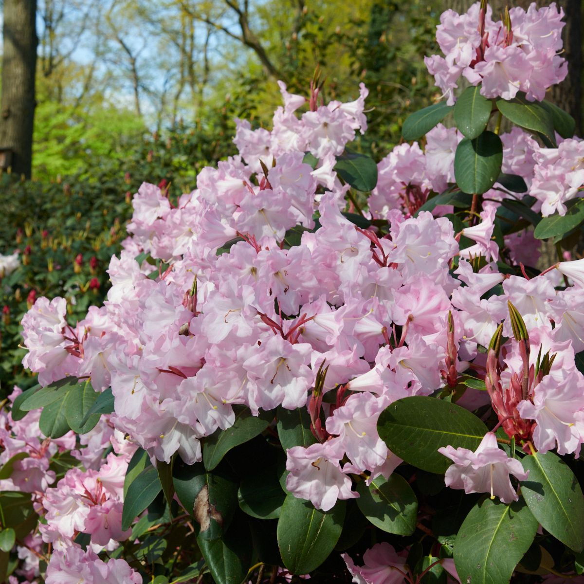 Rhododendron Rosa Wunder - Rhododendron williamsianum Rosa Wunder ...
