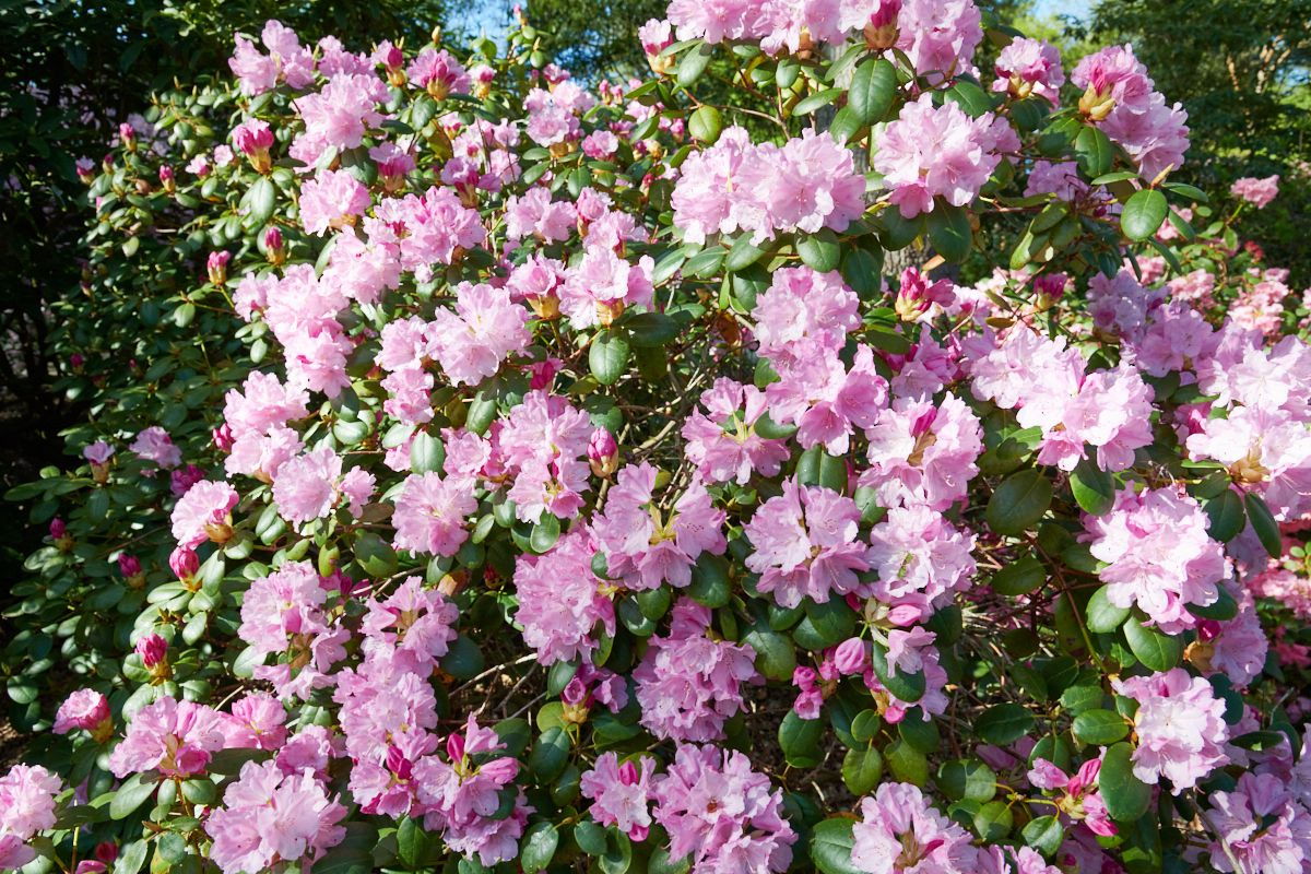 Rhododendron Rosa Wunder - Rhododendron williamsianum Rosa Wunder ...