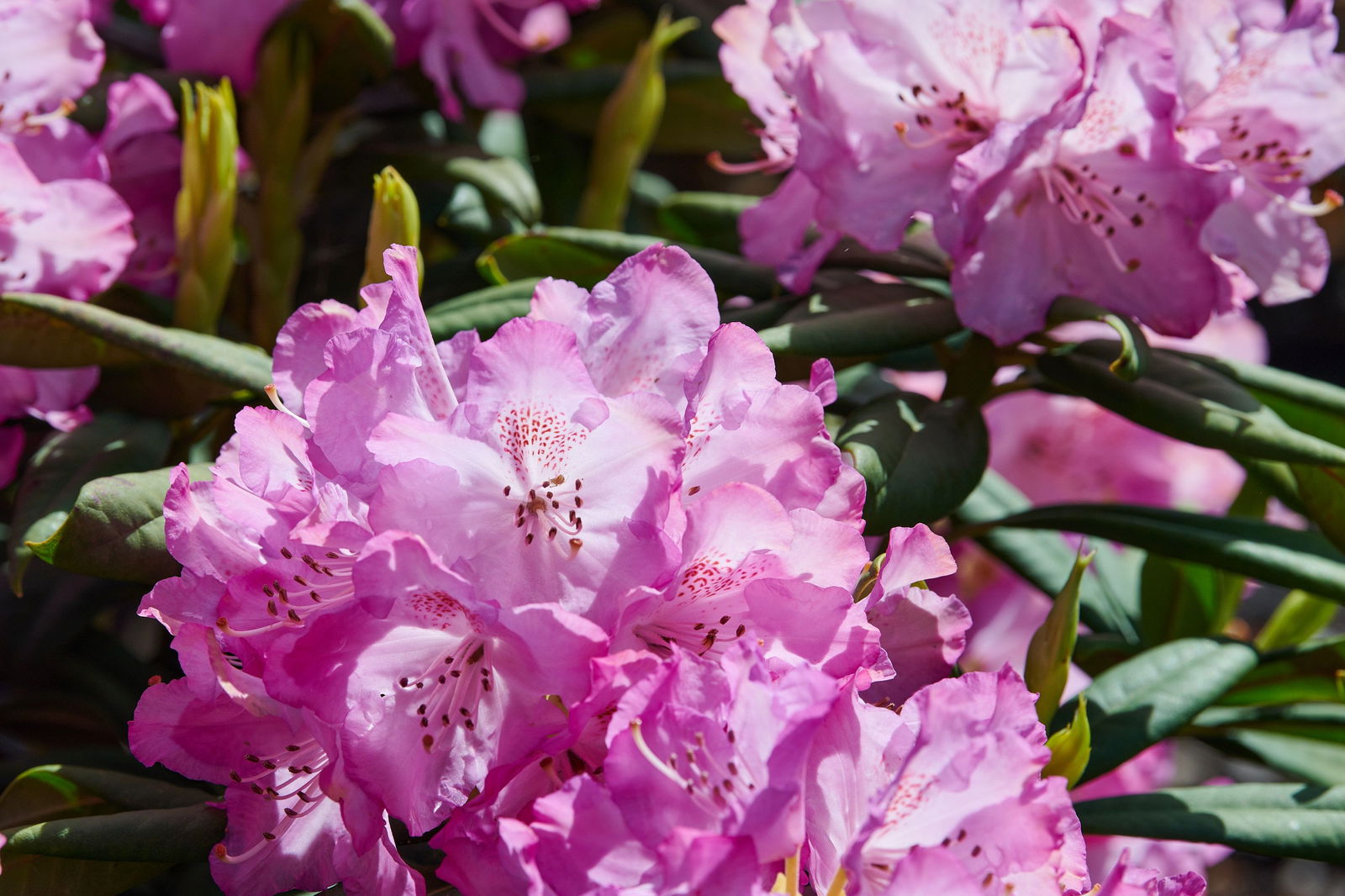 Rhododendron Olive - Rhododendron moupinense Olive günstig kaufen