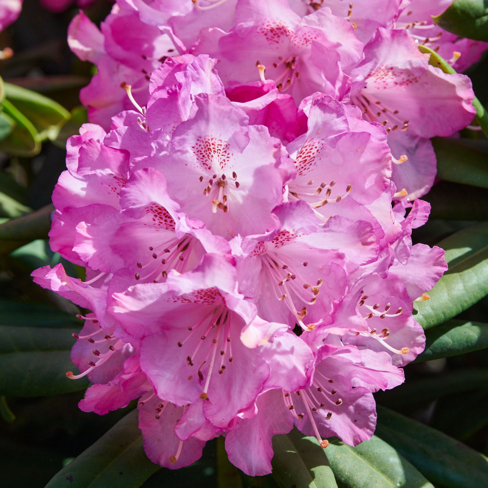 Rhododendron Olive - Rhododendron moupinense Olive günstig kaufen