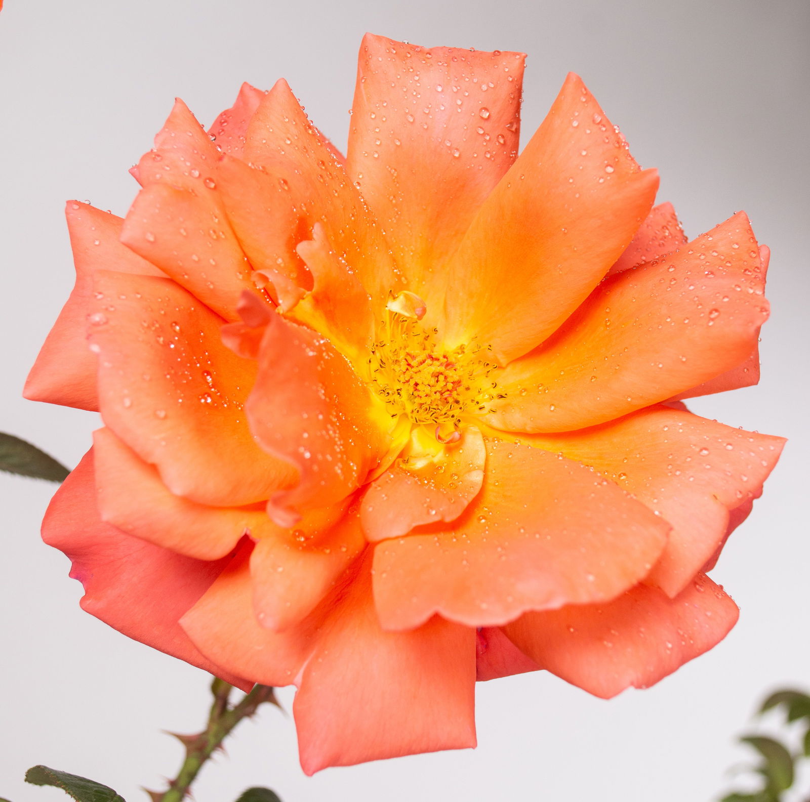 Beetrose Prominent - Rosa Prominent günstig kaufen