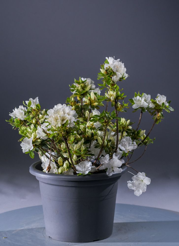 Japanische Azalee Panda - Rhododendron obtusum Panda günstig kaufen