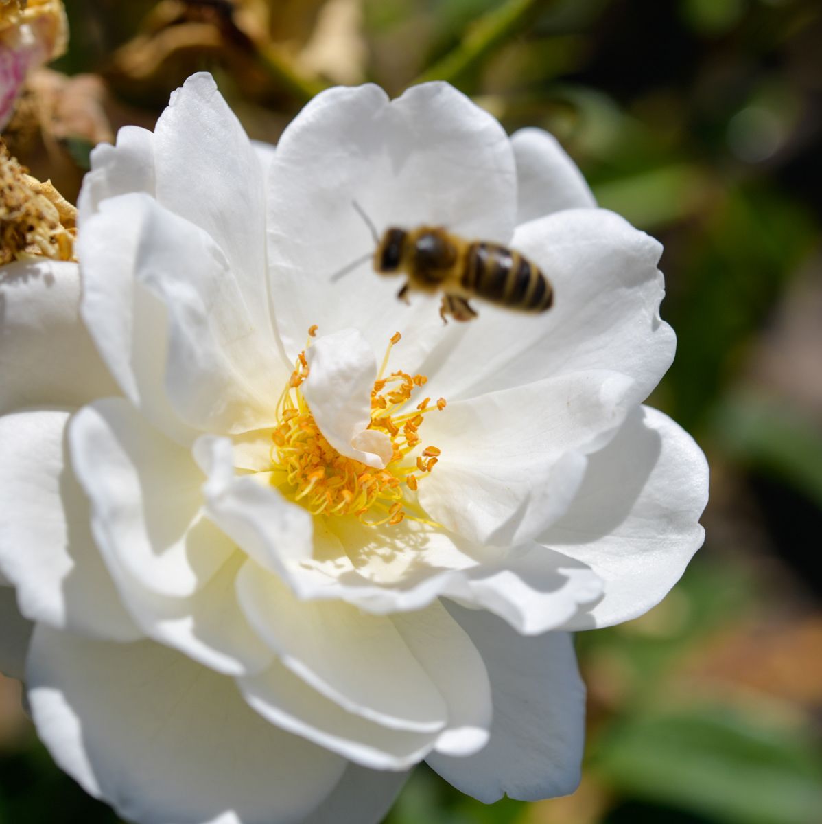 Rose Larissa® - Rosa Larissa günstig kaufen