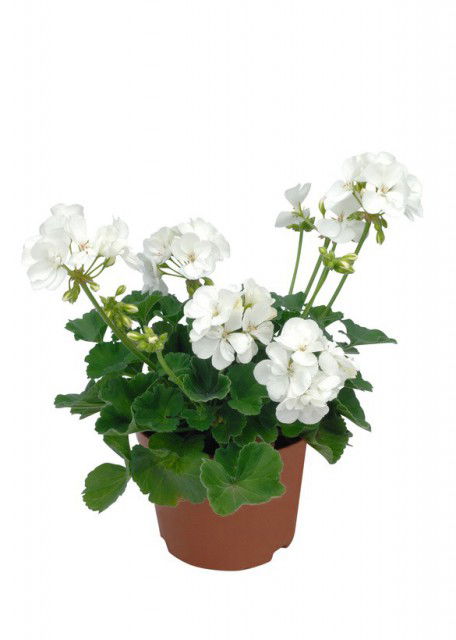 Stehende Geranie - Pelargonium zonale in Sorten günstig kaufen