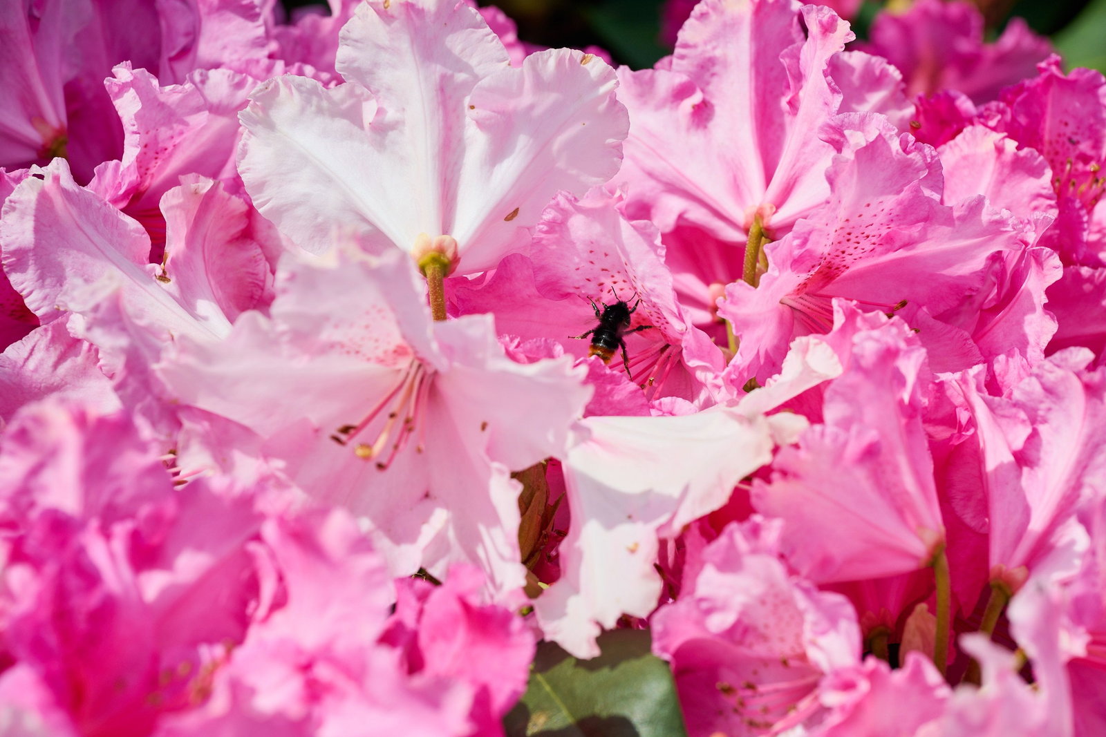 Rhododendron Walküre ® - Rhododendron hybride Walküre ® günstig kaufen