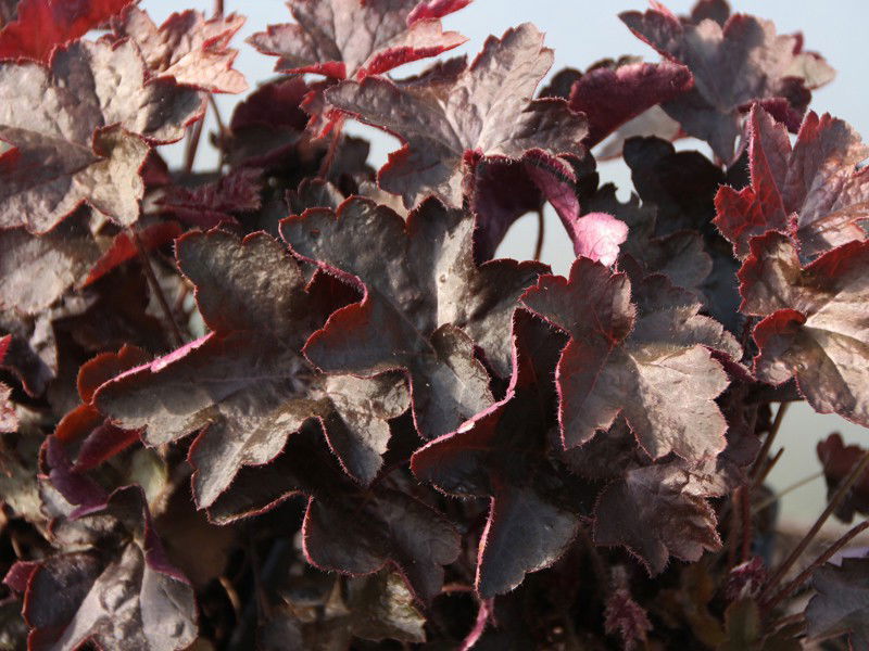 Purpurglöckchen Molly Bush - Heuchera americana Molly Bush günstig kaufen