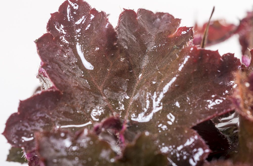 Purpurglöckchen Molly Bush - Heuchera americana Molly Bush günstig kaufen