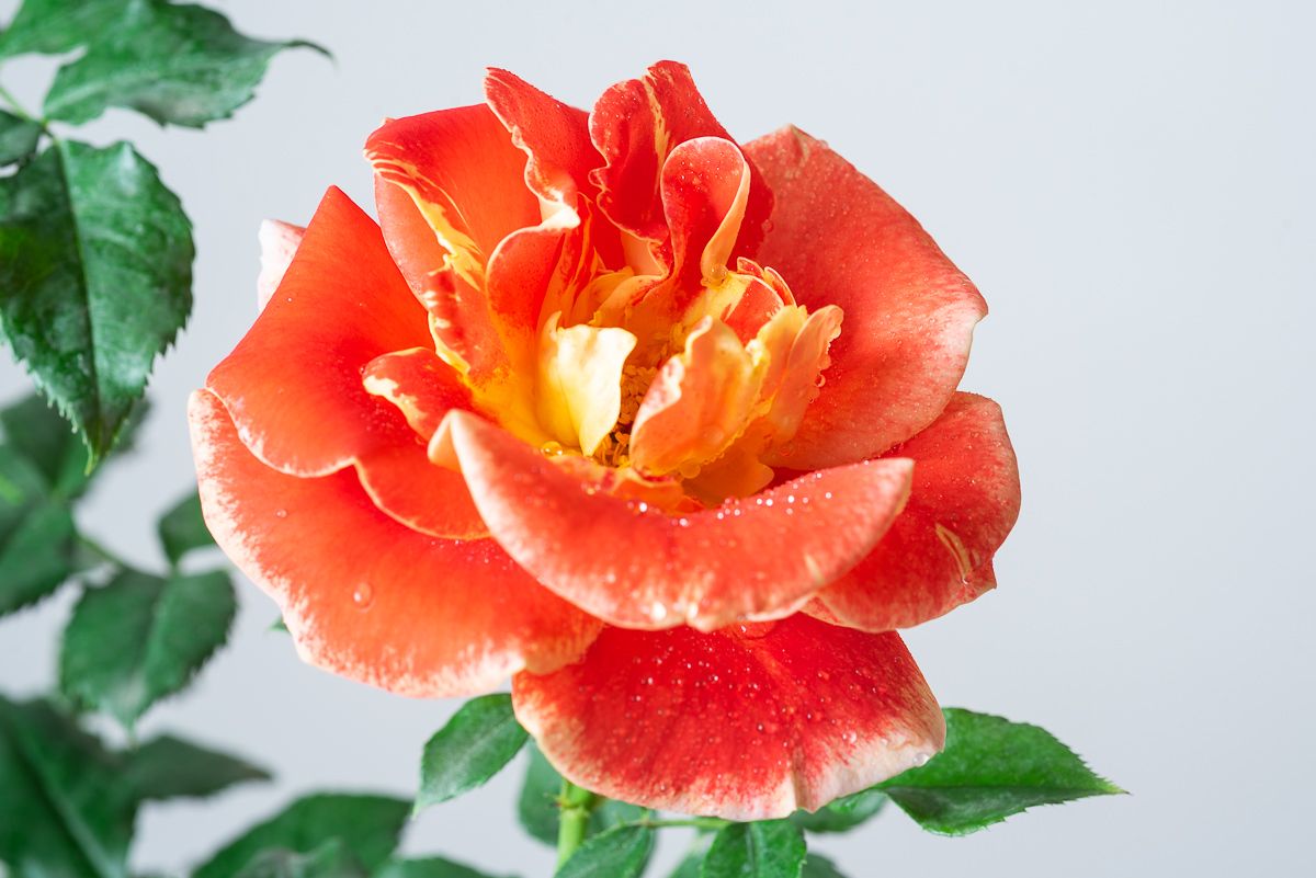 Rose Airbrush - Rosa Airbrush günstig kaufen