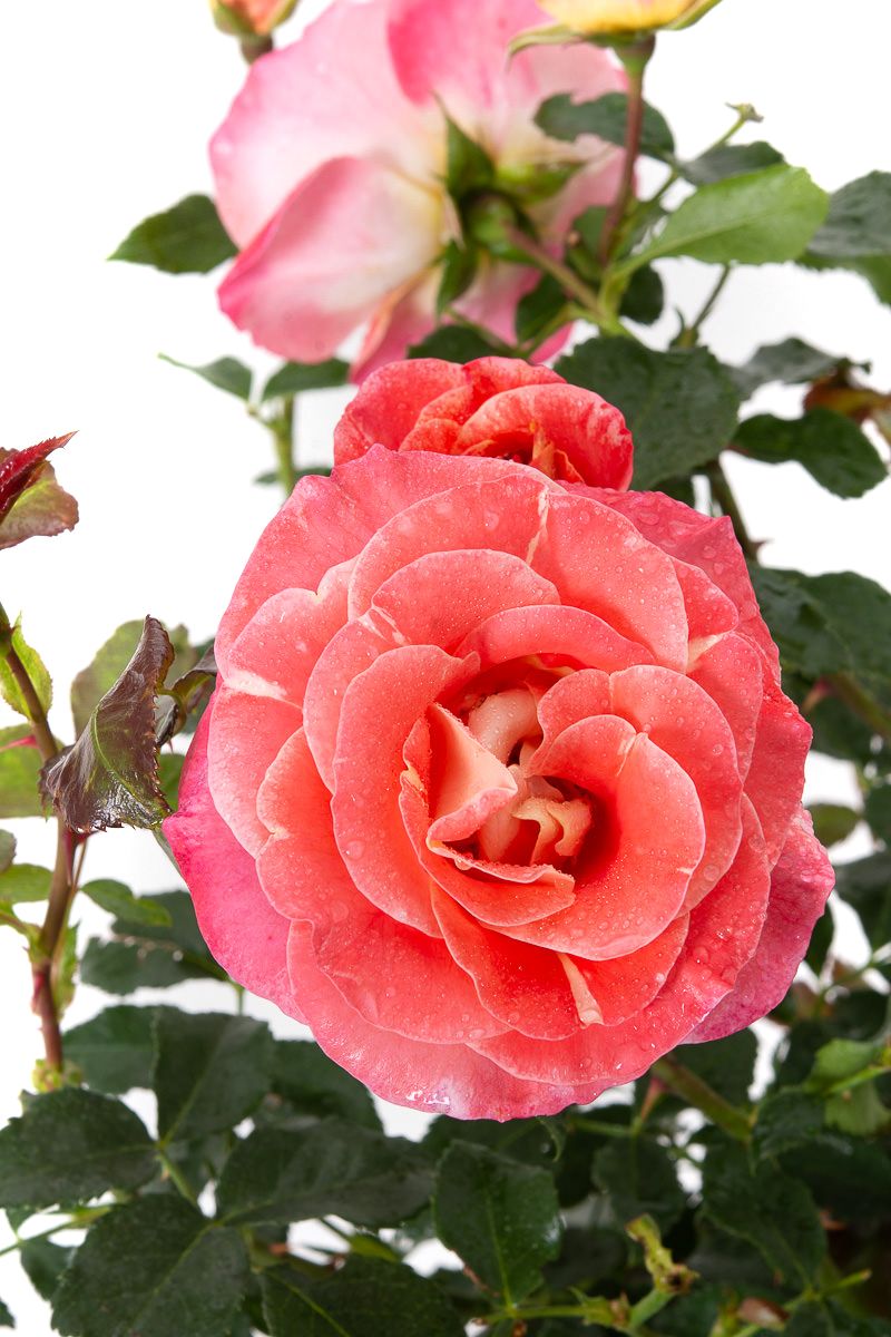 Rose Airbrush - Rosa Airbrush günstig kaufen