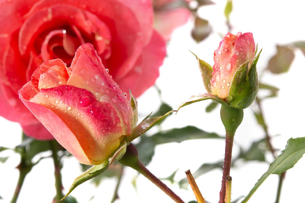 Rose Airbrush - Rosa Airbrush günstig kaufen