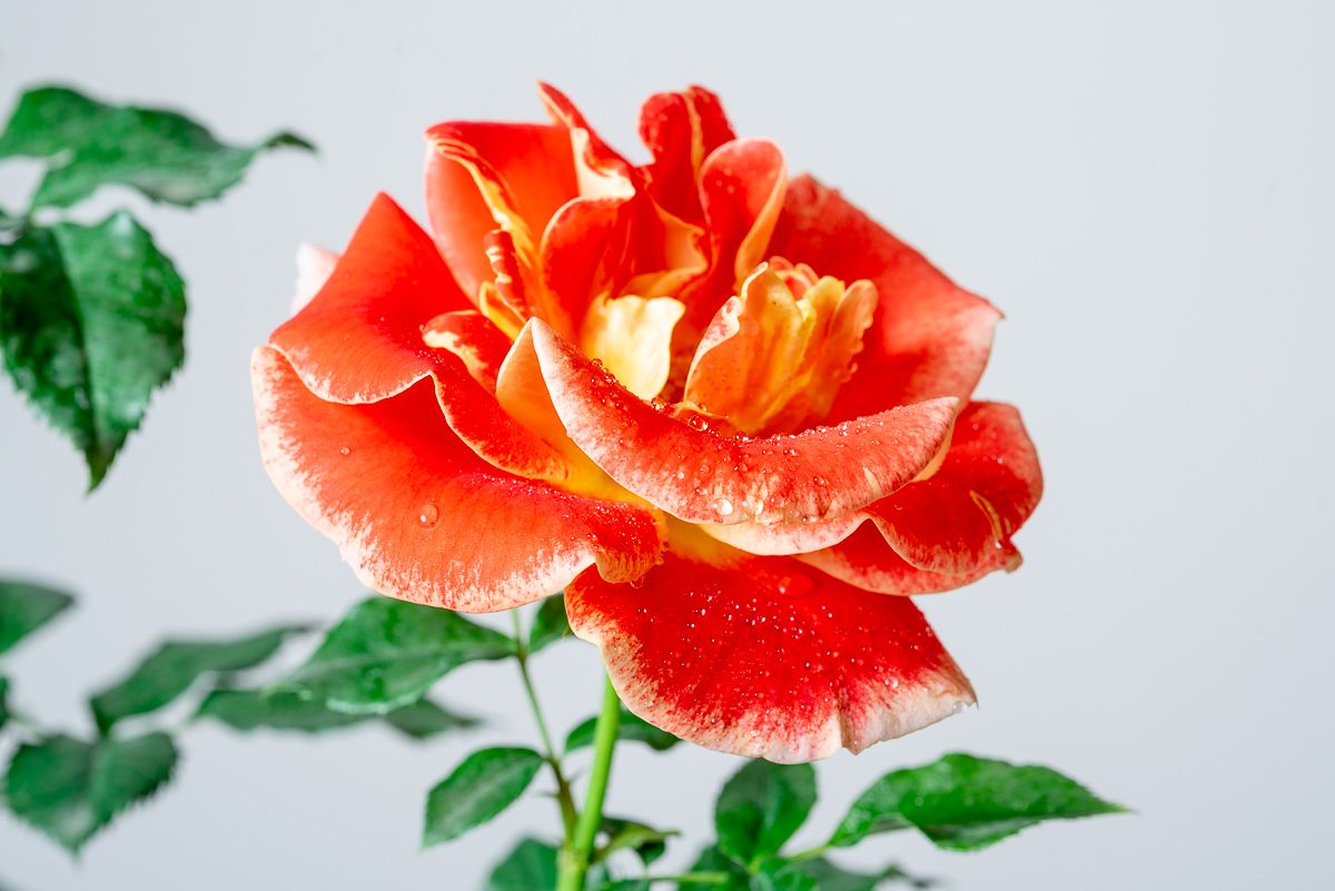 Rose Airbrush - Rosa Airbrush günstig kaufen