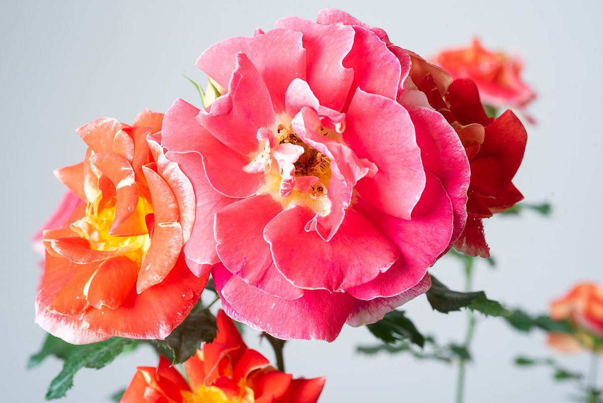 Rose Airbrush - Rosa Airbrush günstig kaufen