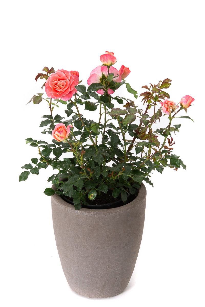 Rose Airbrush - Rosa Airbrush günstig kaufen