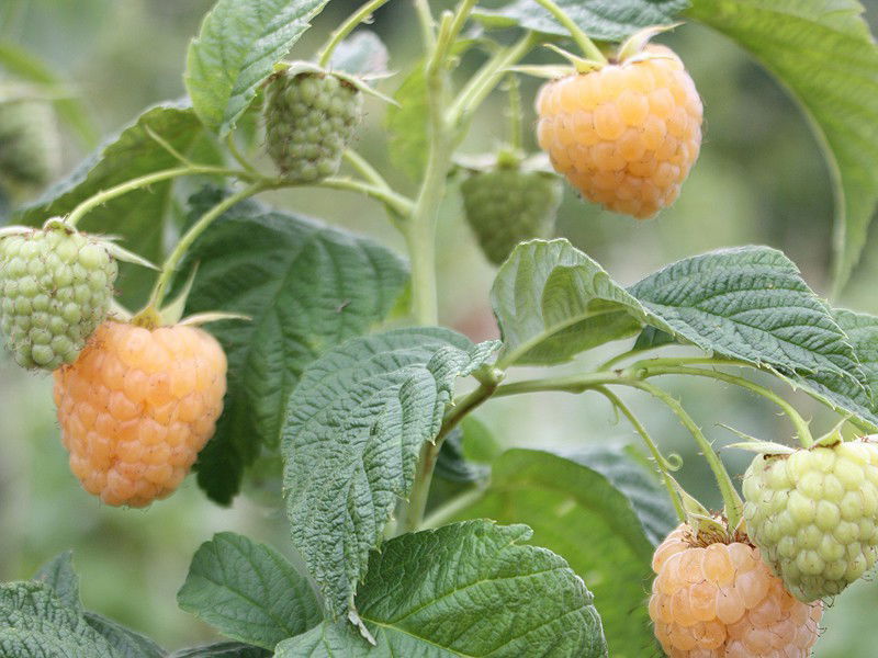 Himbeere Twotimer® gelbe Sugana® - Rubus idaeus Twotimer® gelbe Sugana ...