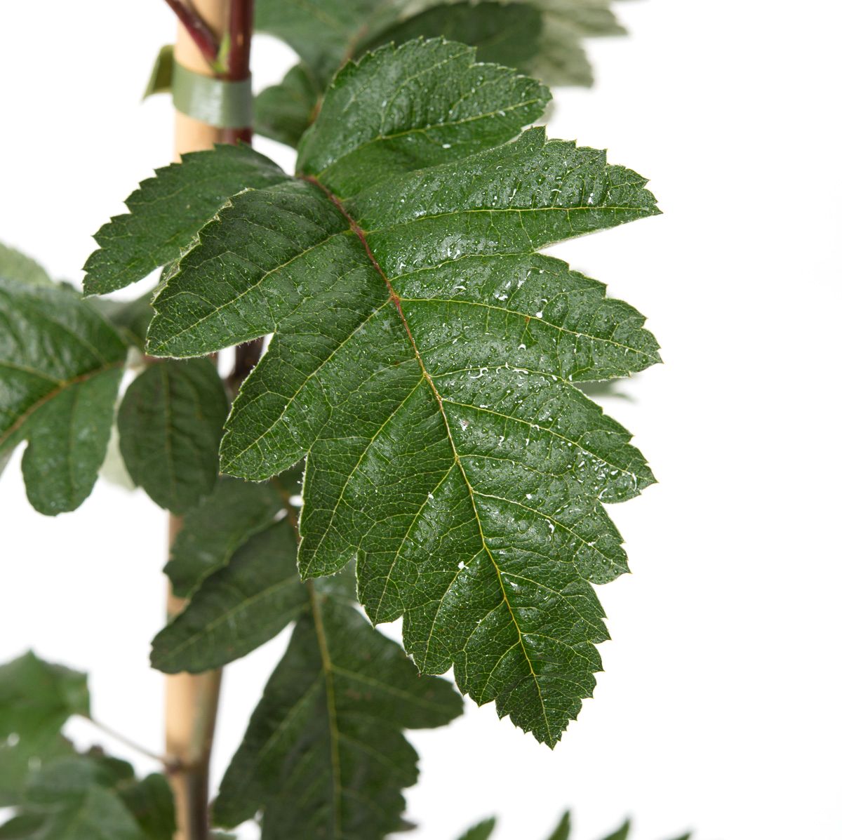 Sorbus Intermedia Blatt