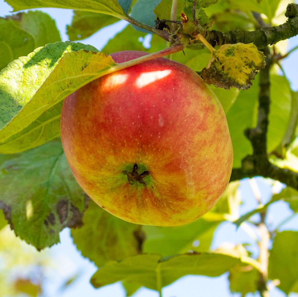 Apfel Ülzener Rambour - Malus Ülzener Rambour günstig kaufen