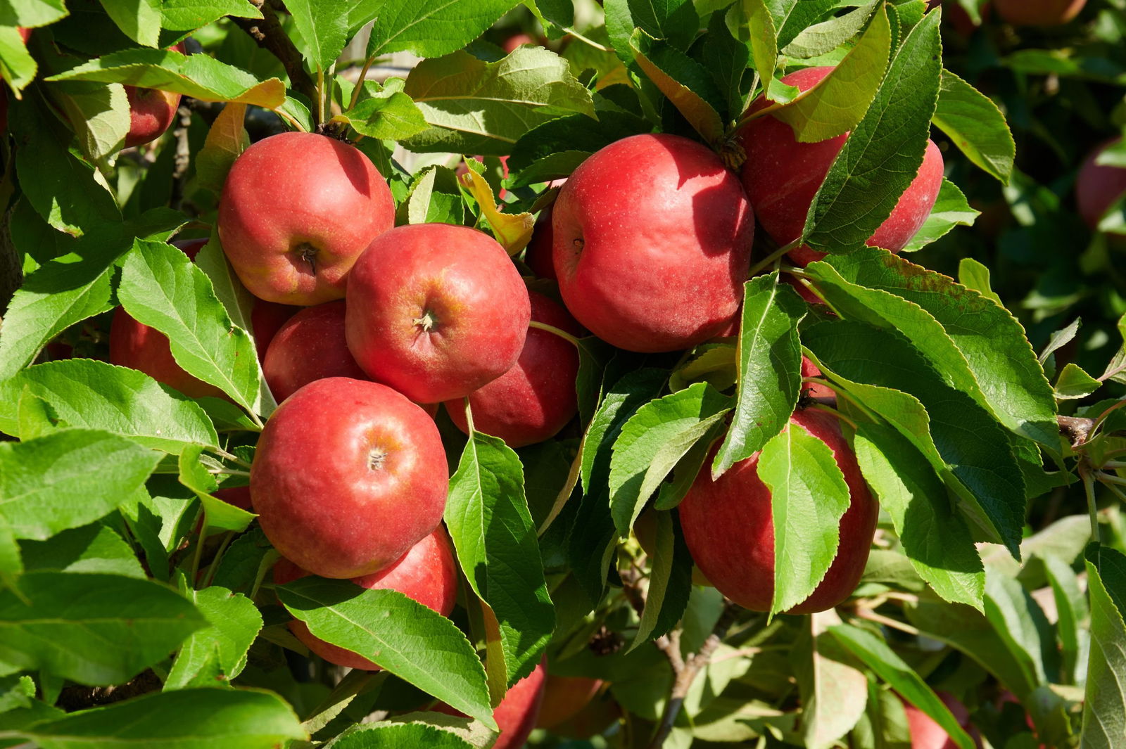 Apfel Red Elstar - Malus Red Elstar günstig kaufen