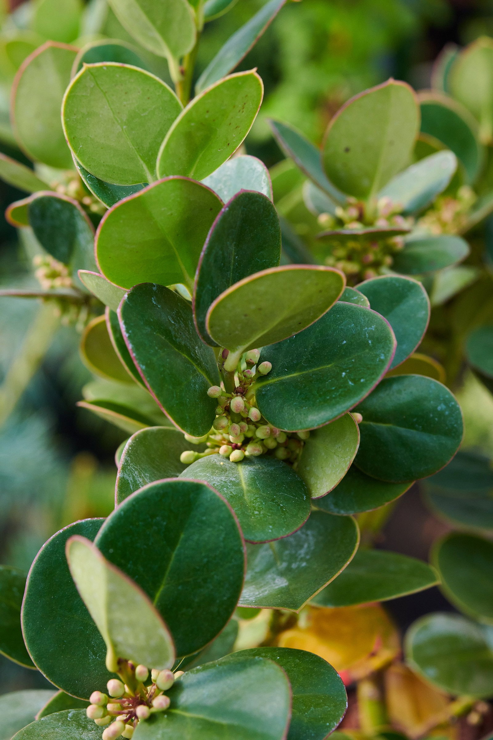 Azoren-Stechpalme - Ilex perado günstig kaufen