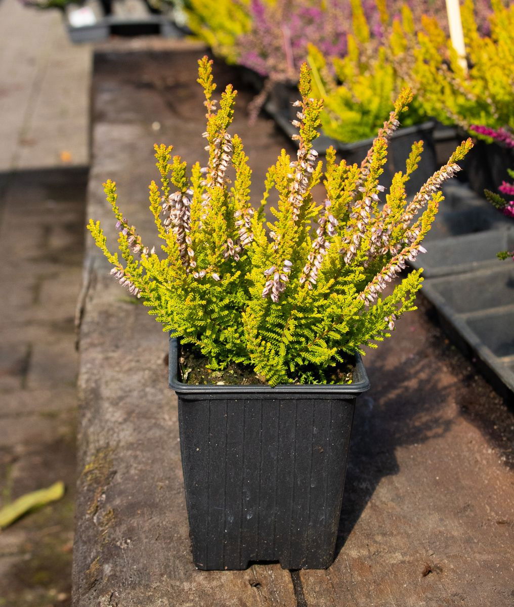 Besenheide Orange Queen - Calluna vulgaris Orange Queen günstig kaufen