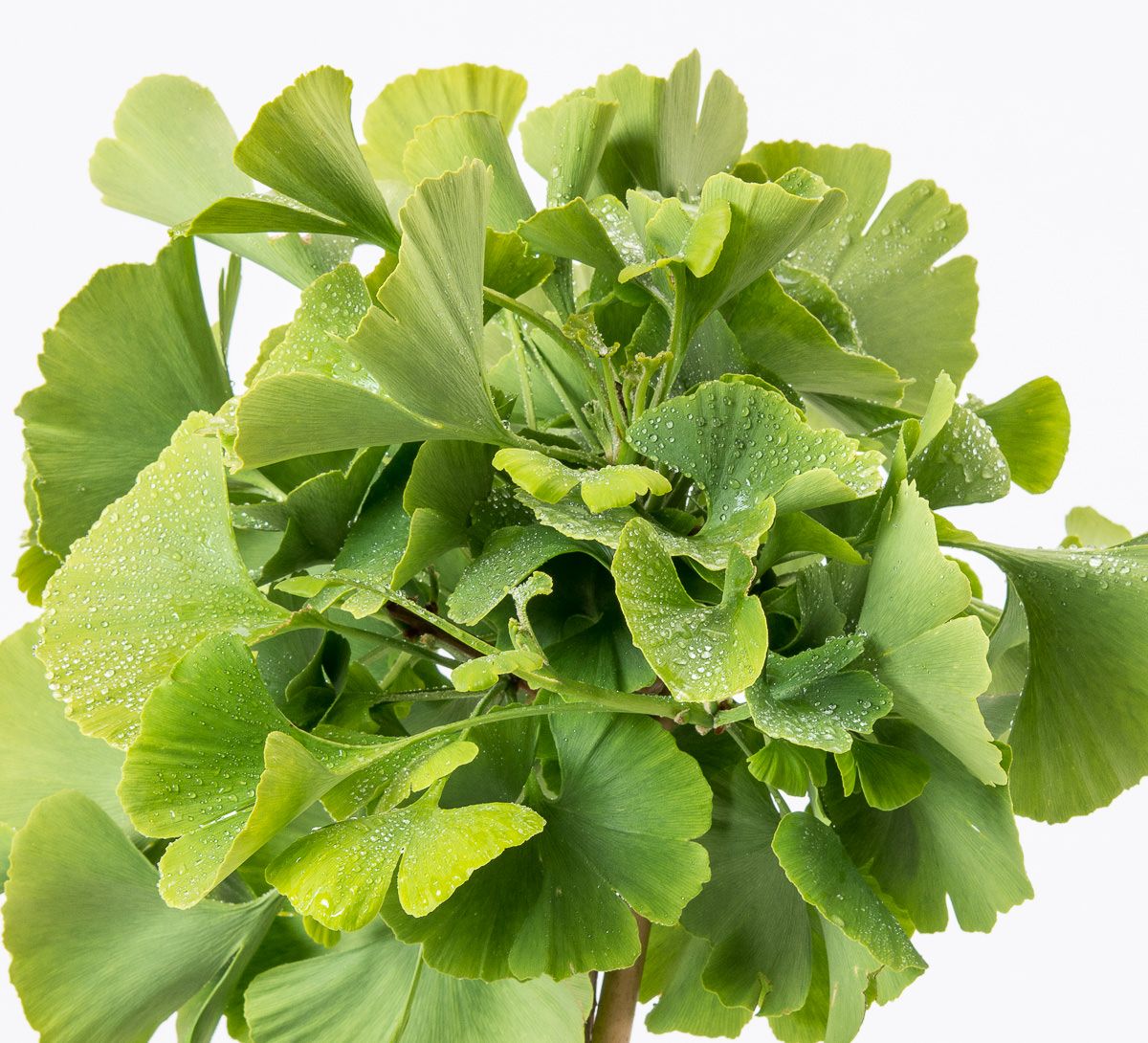 Fächerblattbaum Troll - Ginkgo biloba Troll günstig kaufen