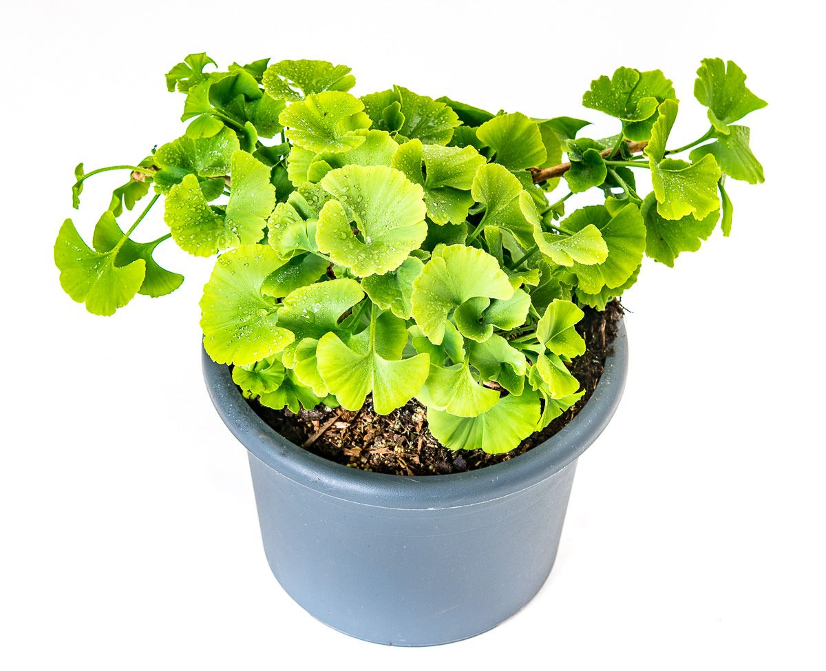 Fächerblattbaum Troll - Ginkgo biloba Troll günstig kaufen